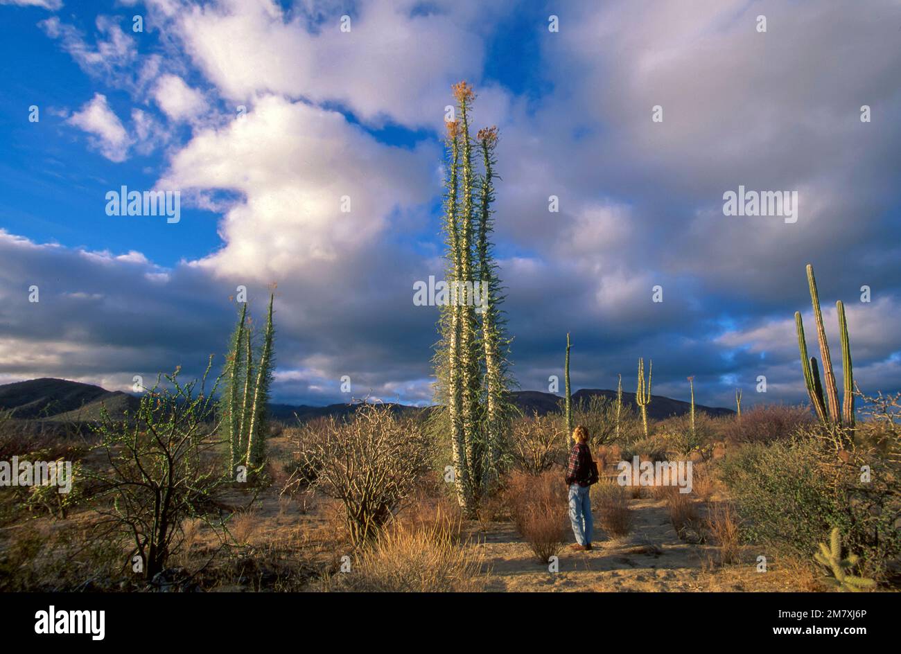 Mexico, Mexican, Baja, Baja California, Sur, Desert at Bahia de Los ...