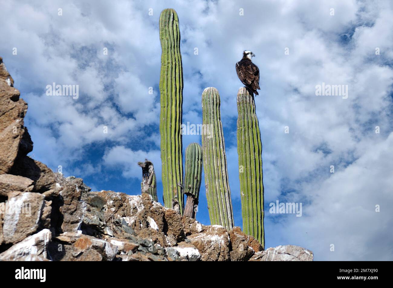 Osprey, Isla Cerralvo, Ventana Bay, Sea of Cortez, Baja California Sur, Mexico (m Stock Photo ...