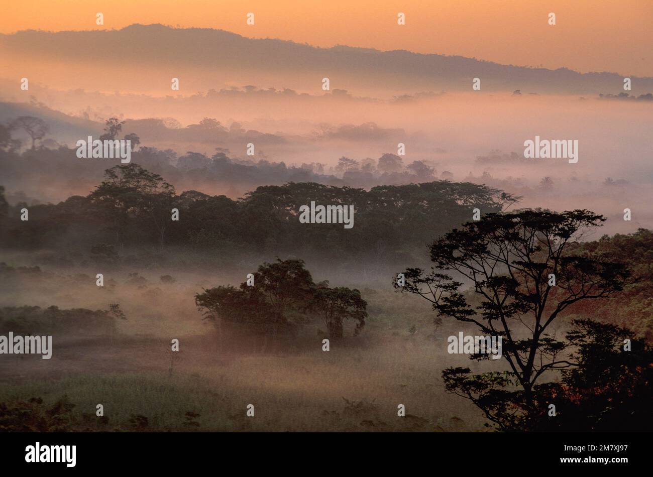 North America, Mexico, Campeche, Palenque, morning fog Stock Photo - Alamy