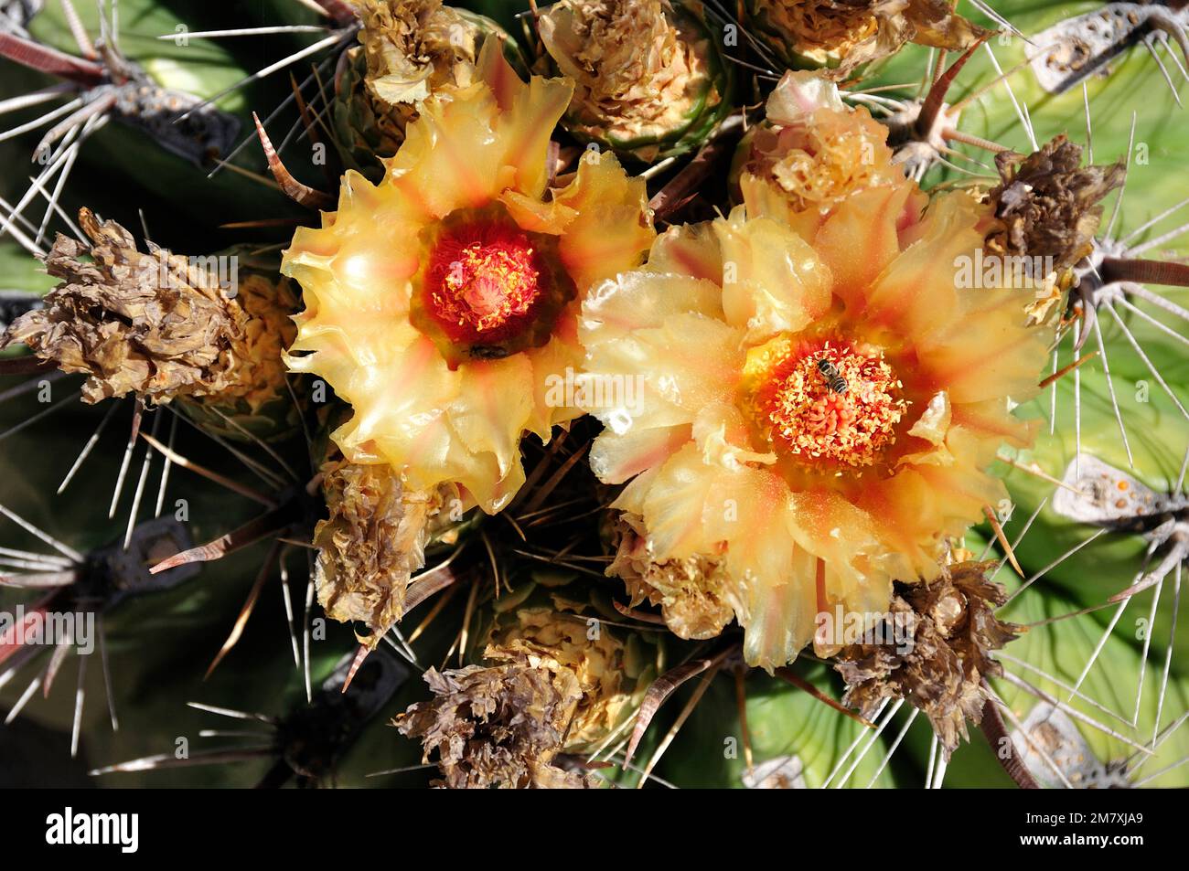 Mexico, Baja California Sur, El Sargento, Rancho Sur, Barrel cactus ...