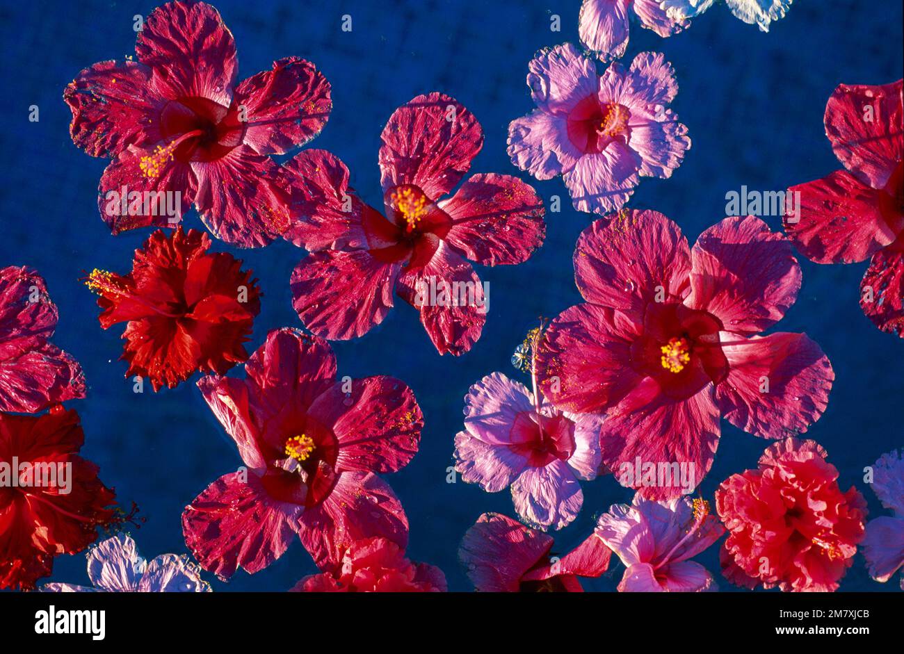 Mexico, Pacific Coast, Guerrero, Bahia de Acapulco, Acapulco, Hibiscus ...