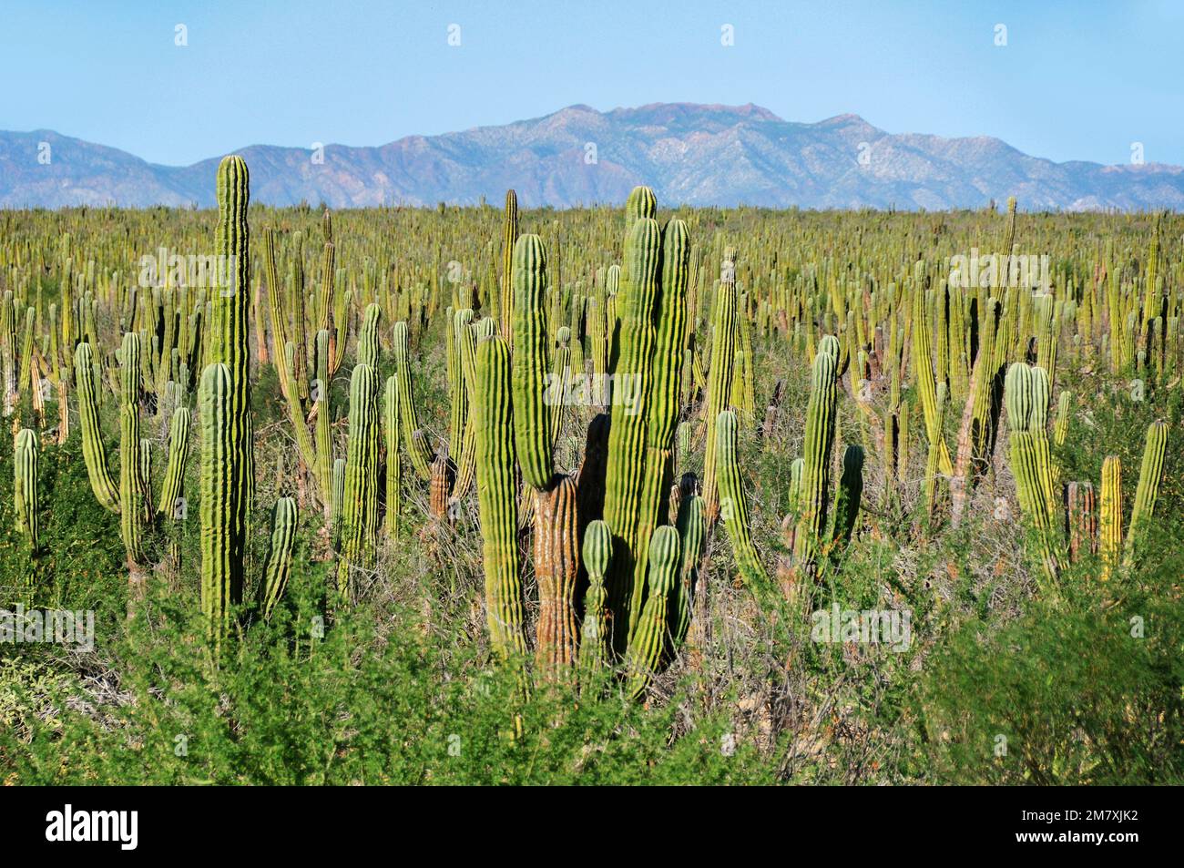 Mexico, Baja California Sur, ELa Ventana, Pachycereus pringlei, Cardon ...