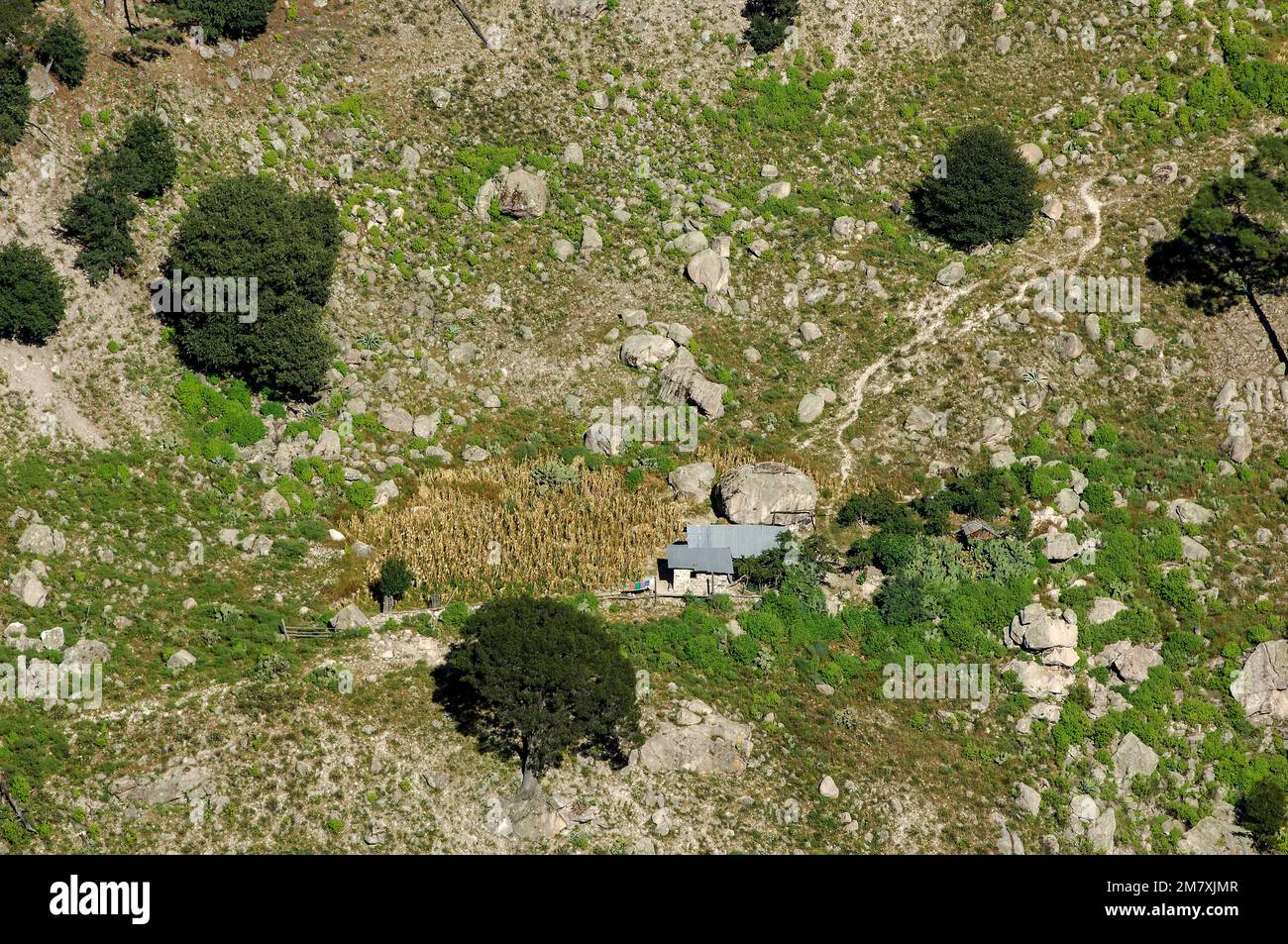 North America, Mexico, Chihuahua, Sierra Madre Occidental, Barranca del ...