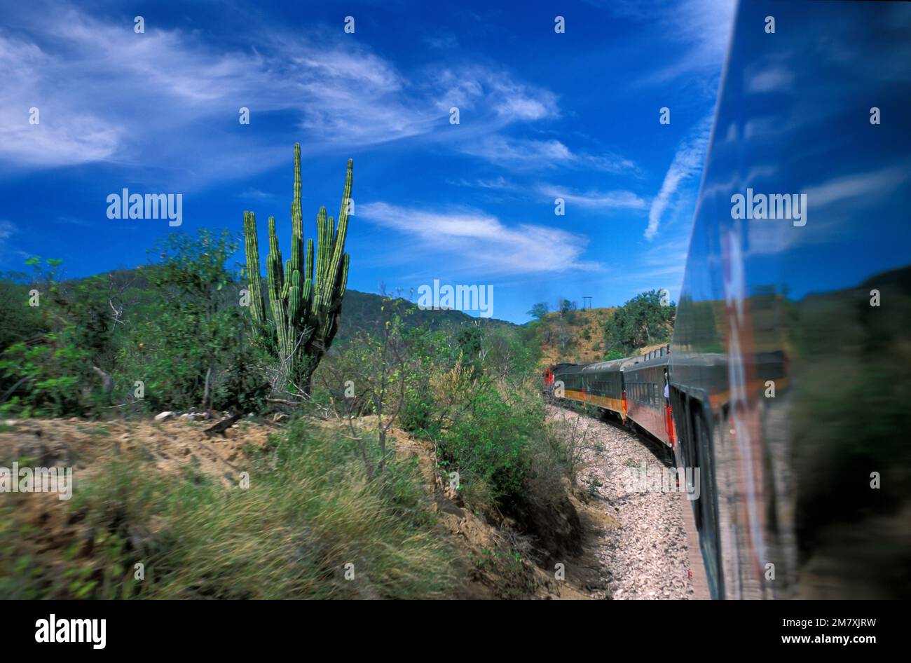 North America, Mexico, Chihuahua, Sierra Madre Occidental, Barranca del ...