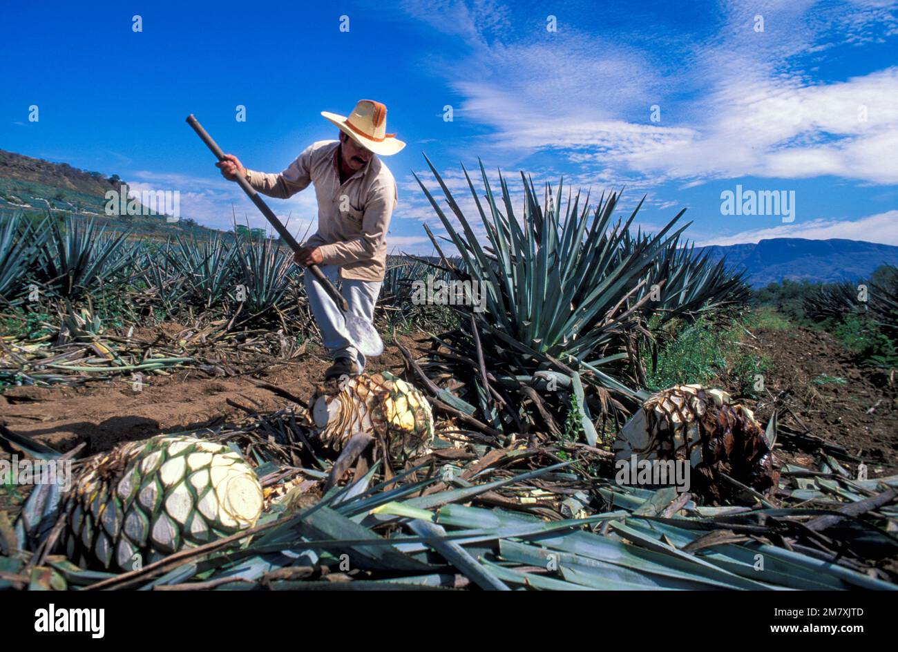 Mexico, Jaliscio, Tequila, Rancho Sauza, Agave harvest Stock Photo - Alamy