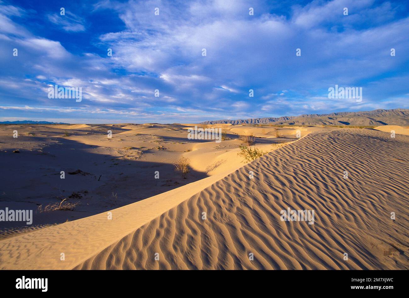 Mexico, Coahuila Sand Dunes Stock Photo - Alamy