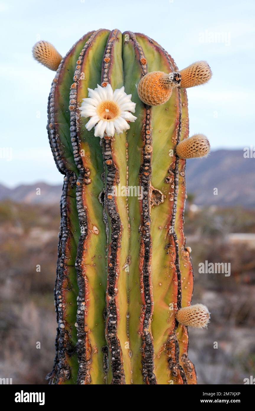 Pachyce hi-res stock photography and images - Alamy