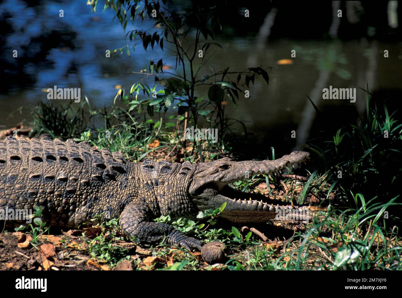 North America, Mexico, Gulf Coast, Tabasco, Villahermosa,Crocodile ...