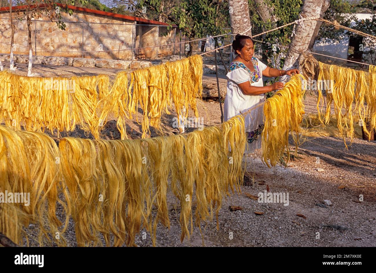 Mexico, Yucatán Peninsula, Santa Rosa, woman drying Sisal on Hacienda ...