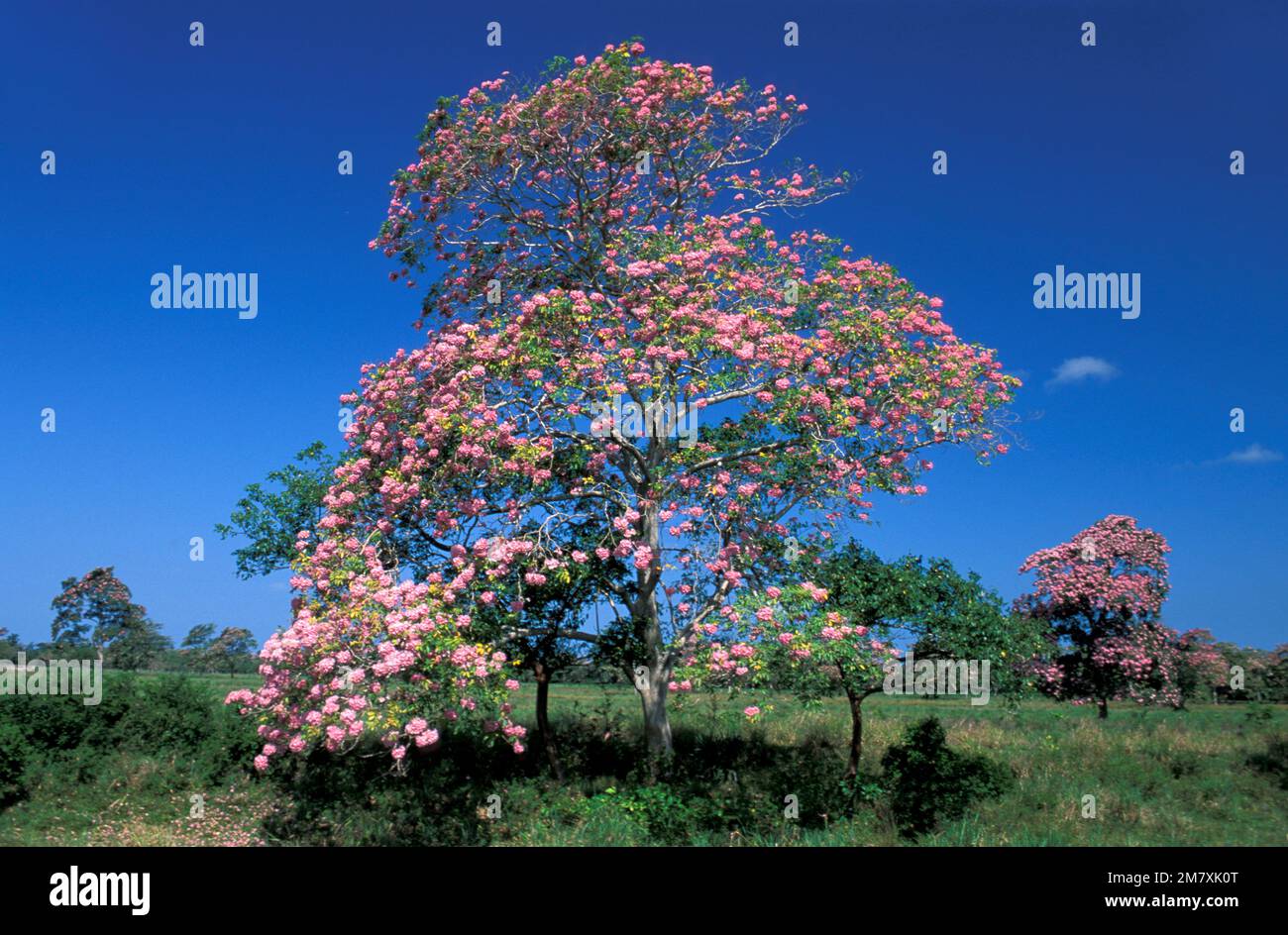 Tabasco mexico hi-res stock photography and images - Alamy