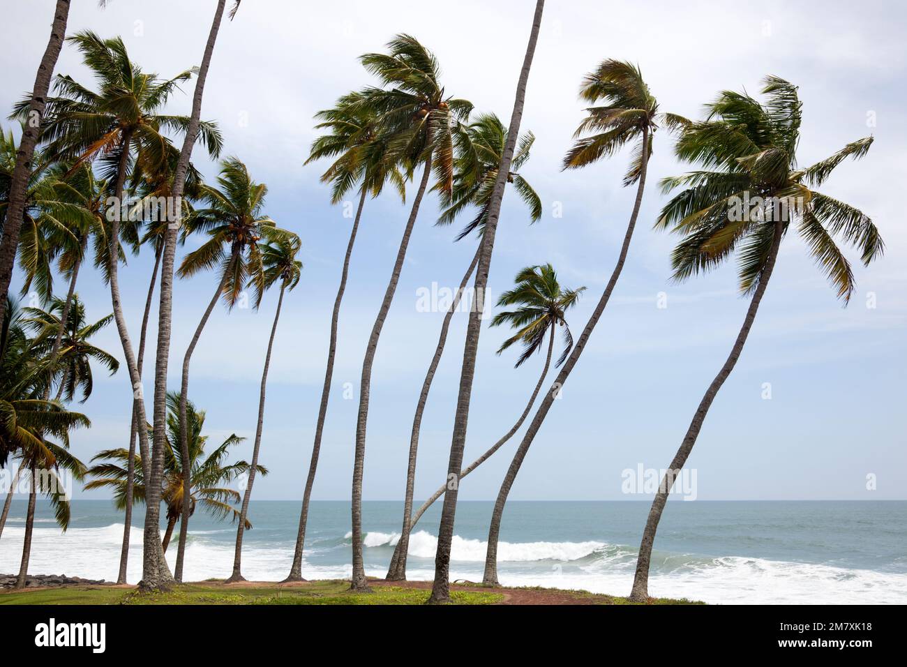 Bent coconut tree hi-res stock photography and images - Alamy