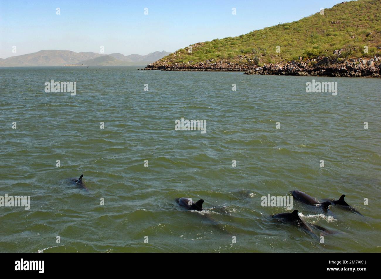 Mexico, Sinaloa, Pacific Coast, Topolobampo,Ohuira Bay, Dolphin Stock ...