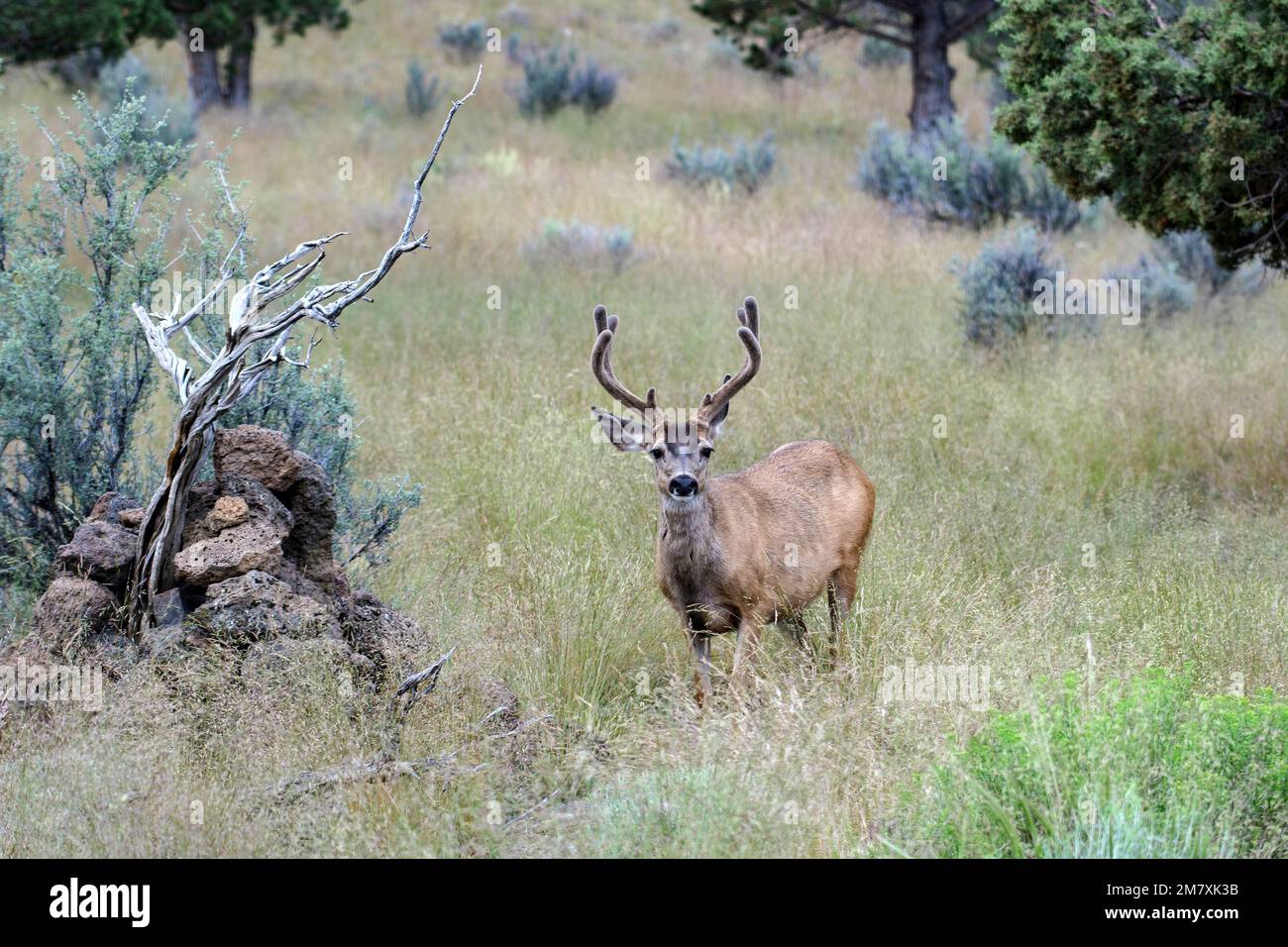 USA, Oregon, Bend, Mule Deer buck, Odocoileus hemionus Stock Photo - Alamy