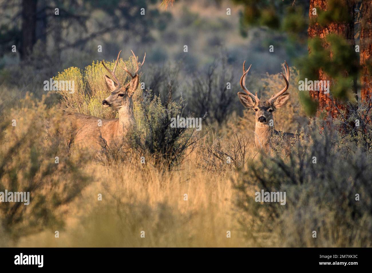 USA, Oregon, Bend, Odocoileus hemionus, Mule Deer bucks Stock Photo - Alamy