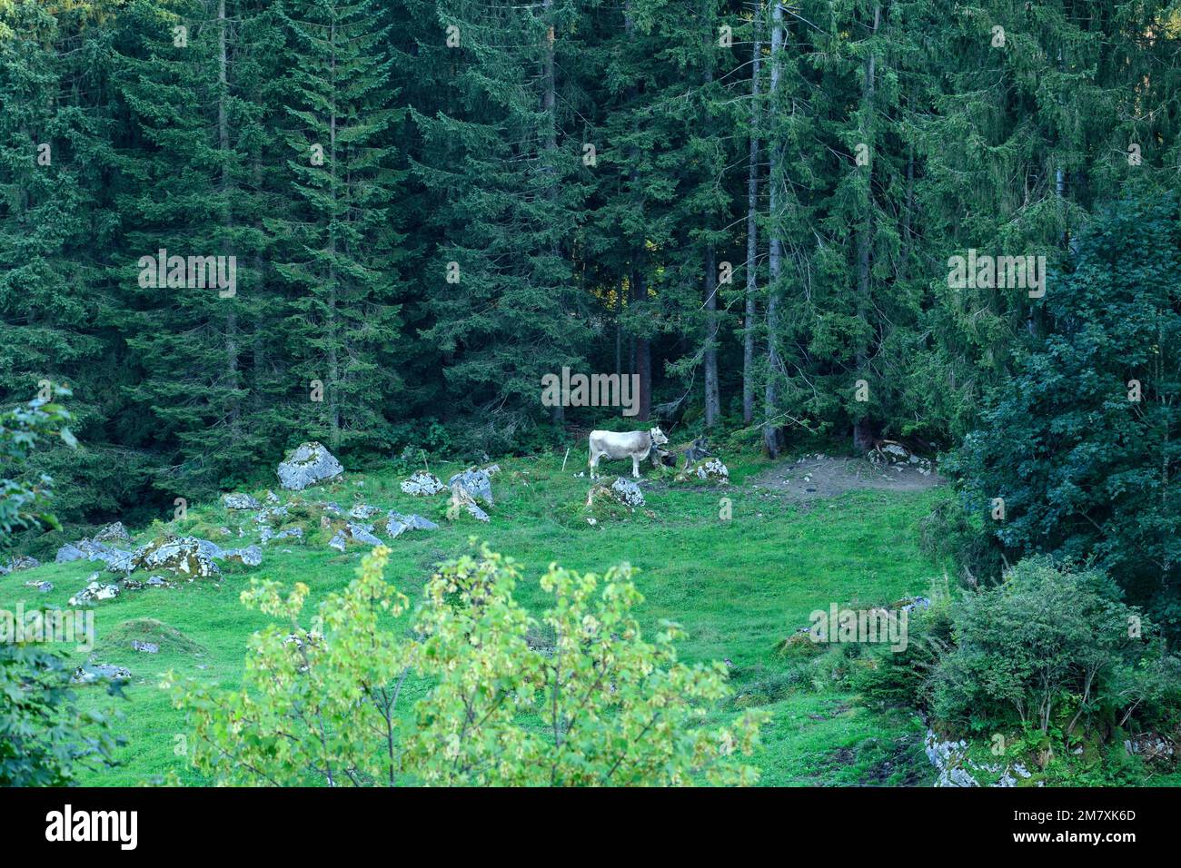 Cow on the alp hi-res stock photography and images - Alamy