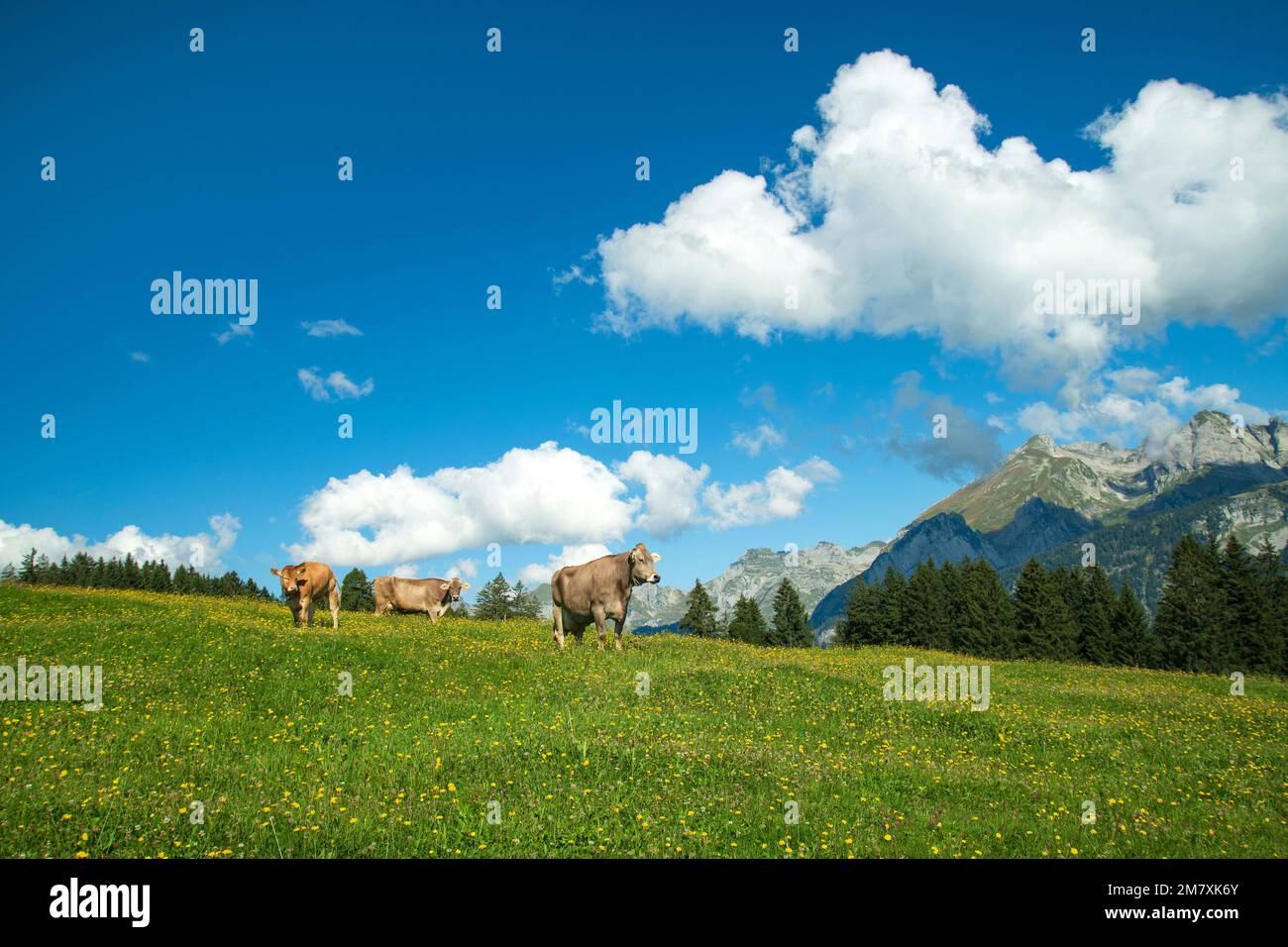 Cows in pasture hi-res stock photography and images - Alamy