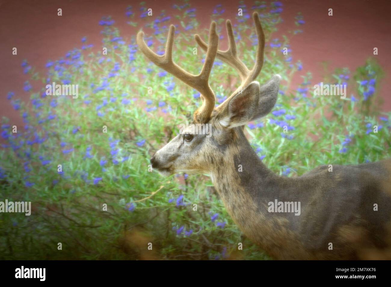 USA, Oregon, Bend, Mule deer, buck,Odocoileus hemionus Stock Photo - Alamy