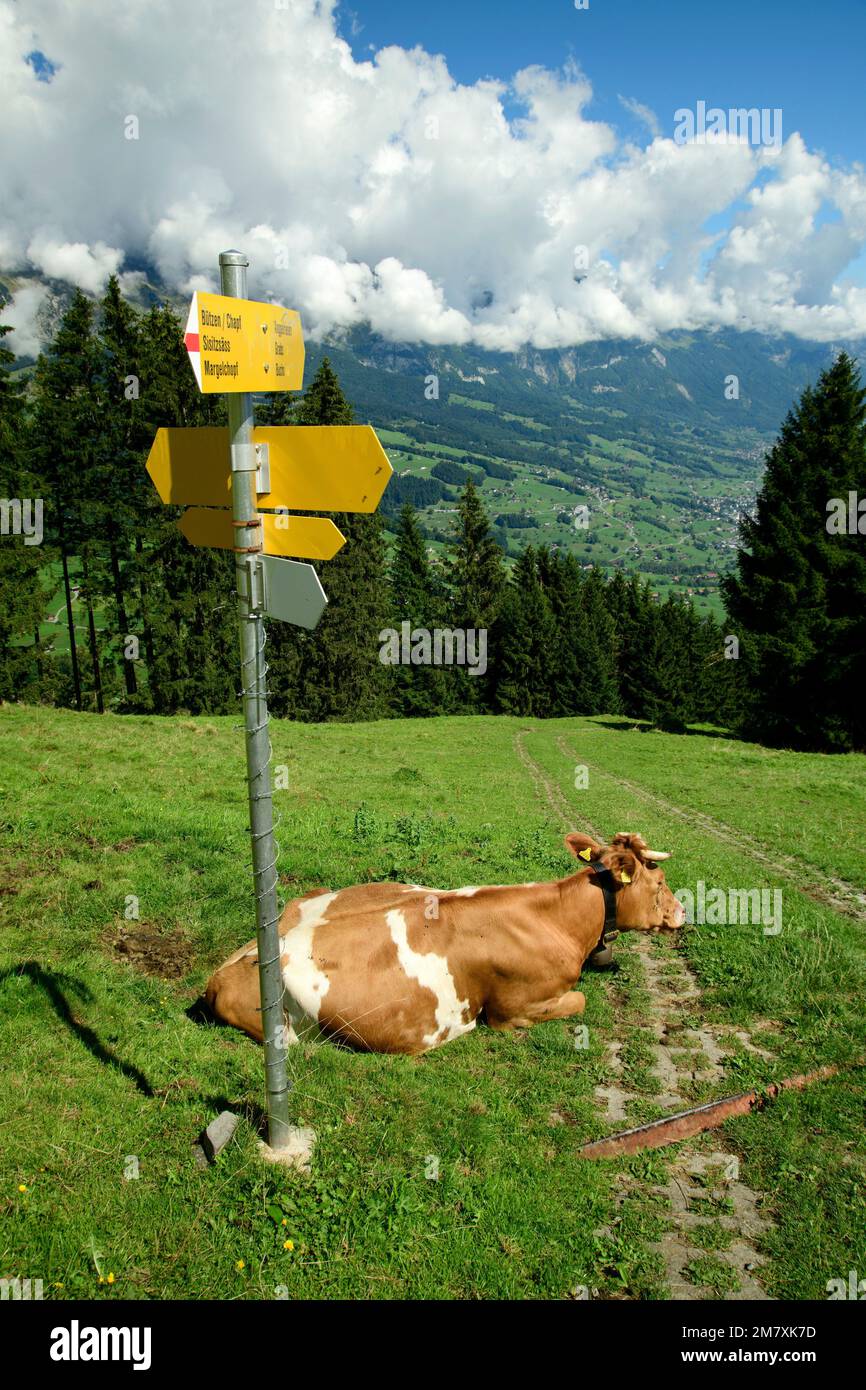 Switzerland, St.Gallen, Grabs, cow on hiking trail Stock Photo - Alamy