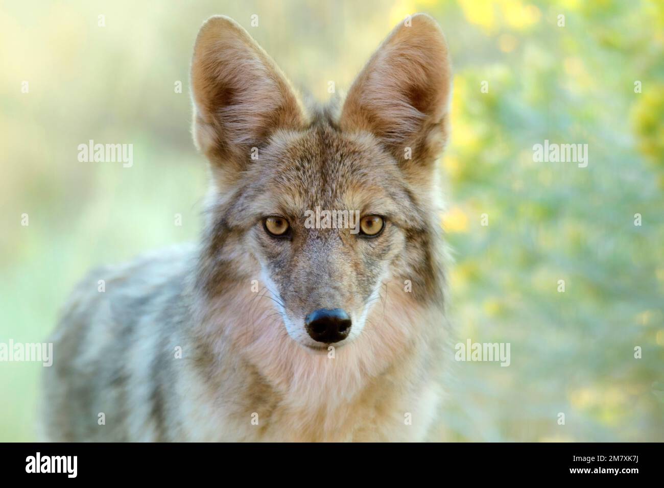 Coyote, Canis Latrans, Bend, Oregon Stock Photo - Alamy