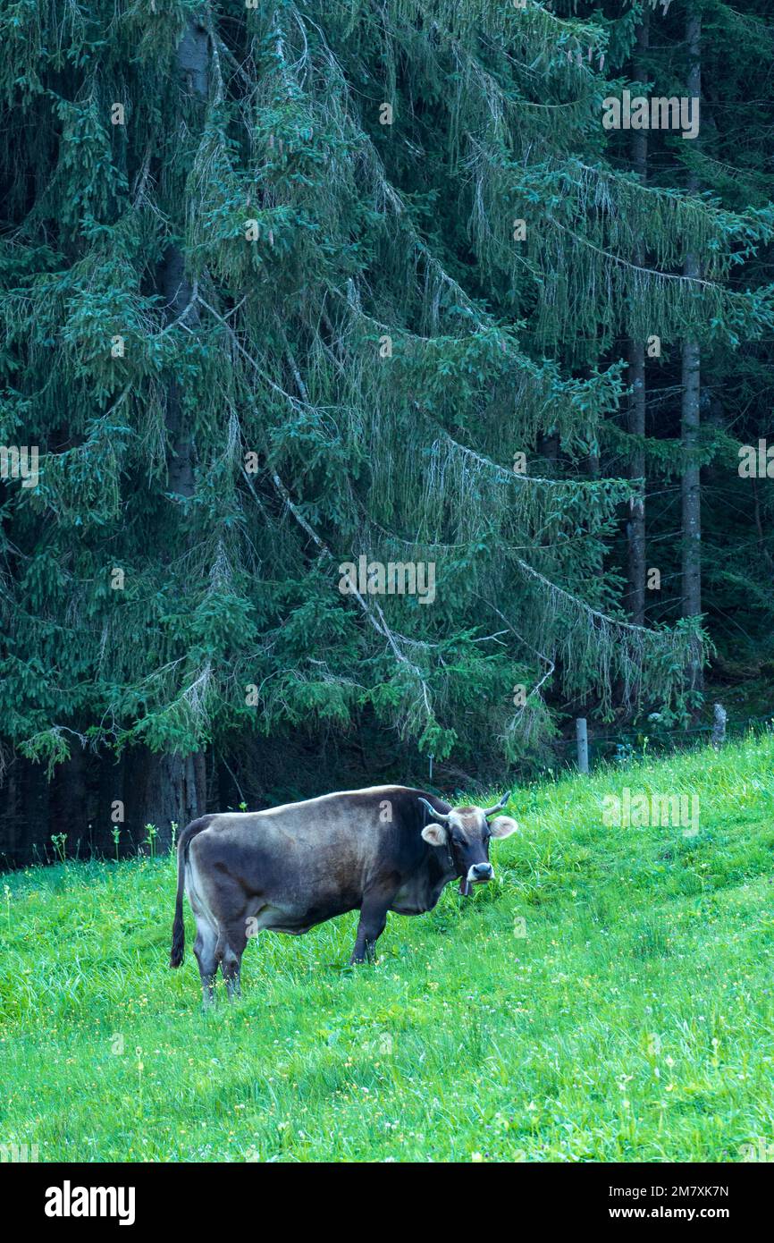 Switzerland, St.Gallen, Grabs, cow and spruce tree Stock Photo - Alamy