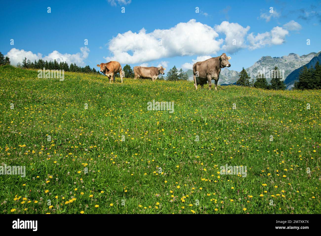 Cows in pasture hi-res stock photography and images - Alamy