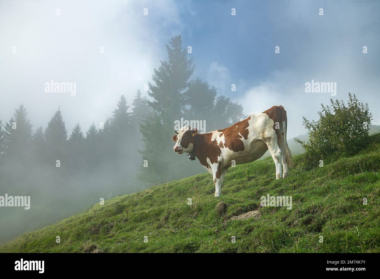 Switzerland, St.Gallen, Grabs, cow Stock Photo - Alamy