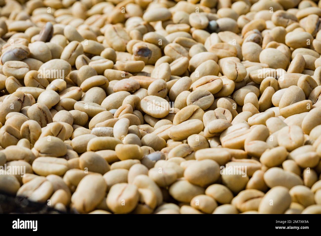 Red Coffee Beans Coffee red beans raw ripe farming in Kenya East Africa The K7 is the only ...