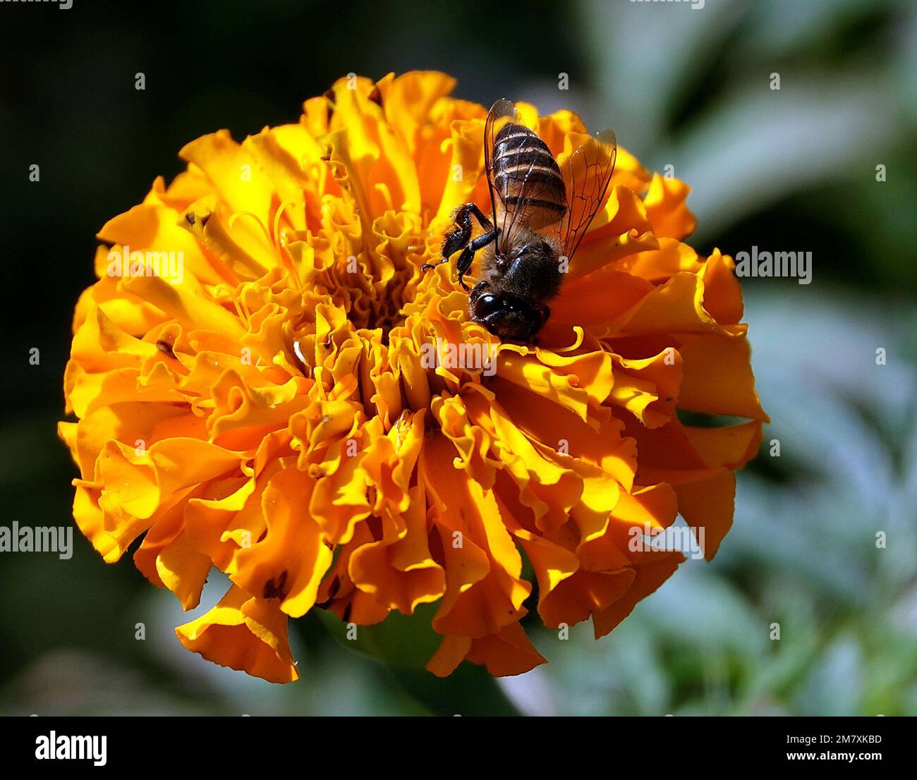A close-up shot of an East African lowland honey bee pollinating an ...
