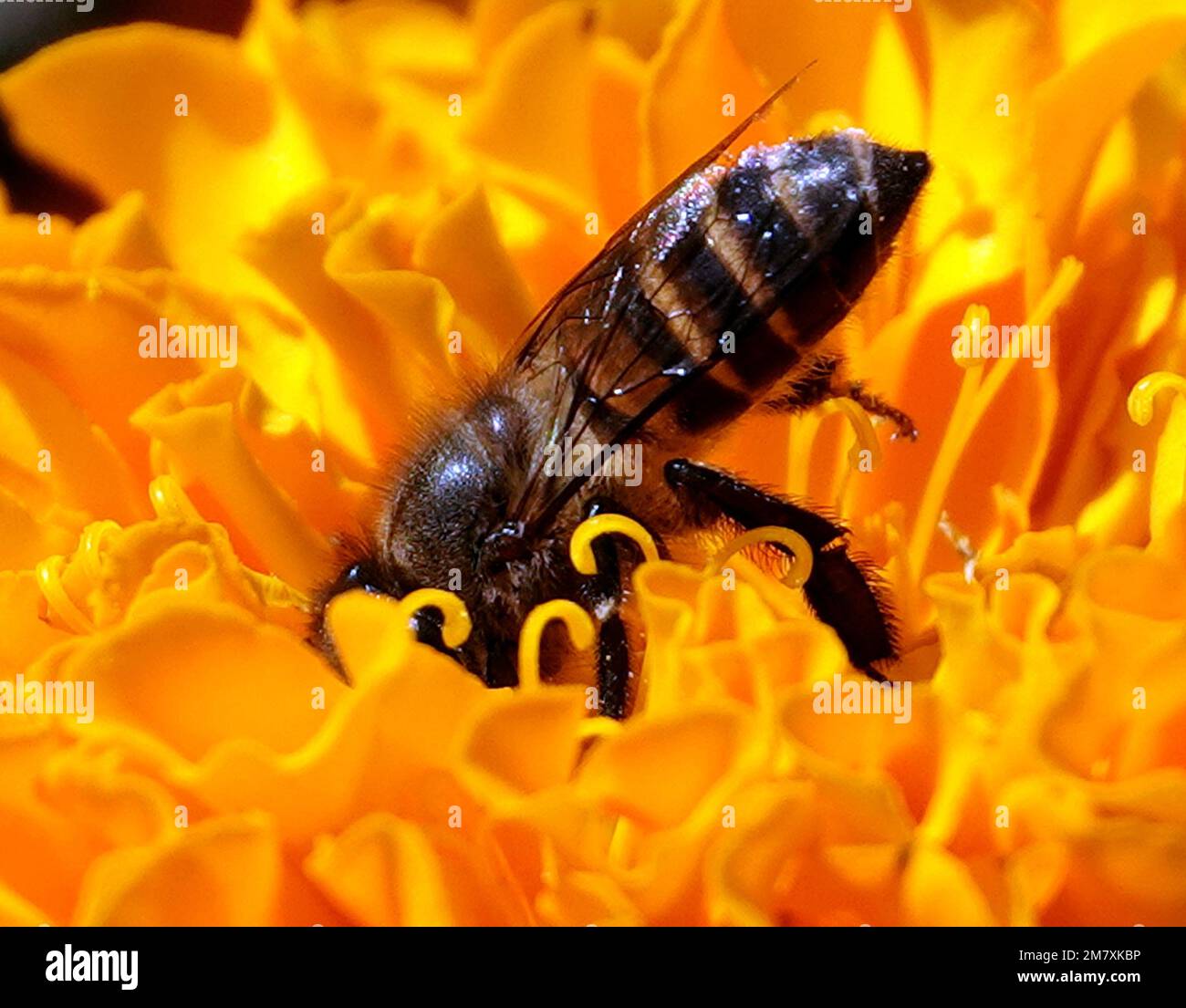 A close-up shot of an East African lowland honey bee pollinating an ...