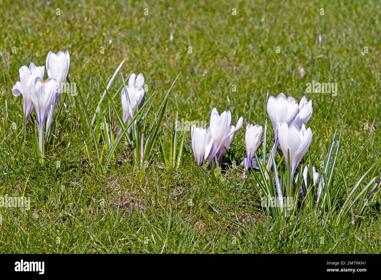White flowering crocuses (Crocus) on a meadow in springtime Stock Photo ...