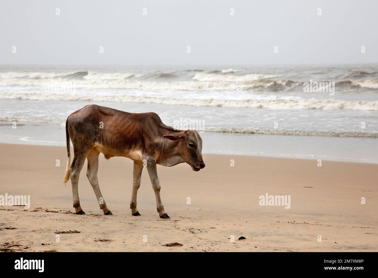 A cow walks freely on the beaches of Goa in the monsoon Stock Photo - Alamy