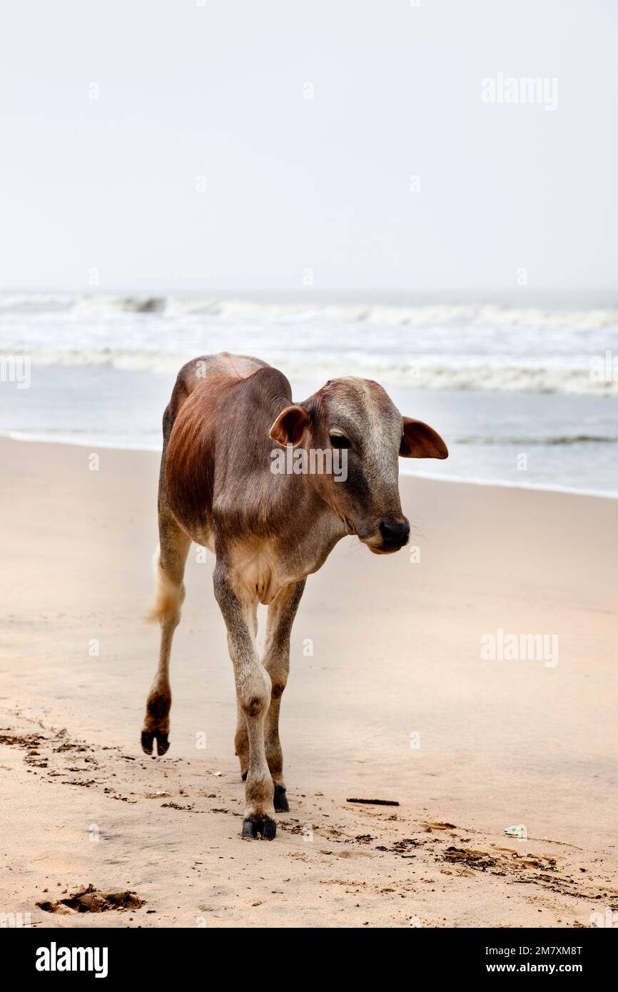 A cow walks freely on the beaches of Goa in the monsoon Stock Photo - Alamy