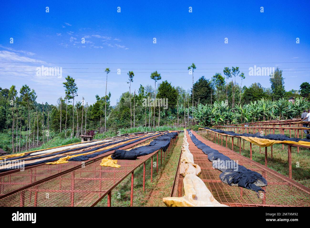 Kenyan Green Houses Farm Coffee Processing Industry Landscapes Stock ...