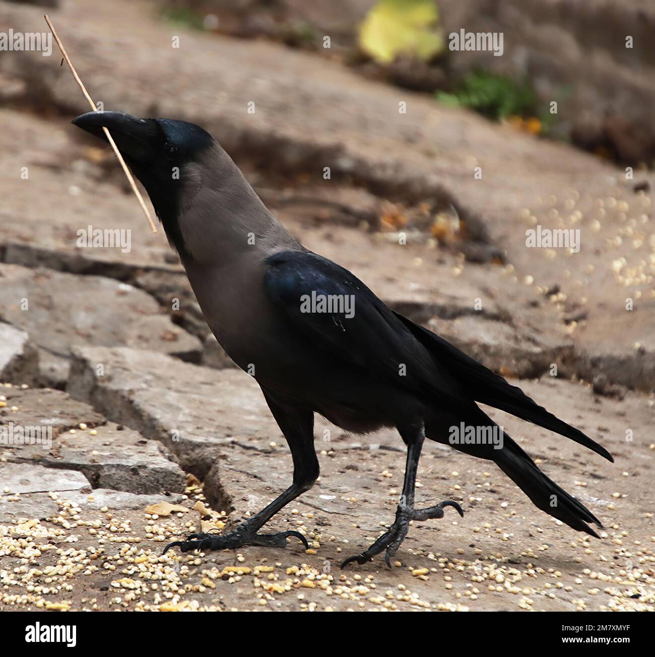 carrying wood in crow's beak Stock Photo - Alamy