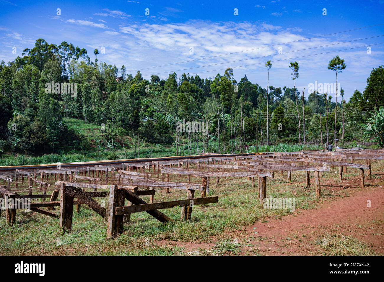 Kenyan Green Houses Farm Coffee Processing Industry Landscapes Muranga ...