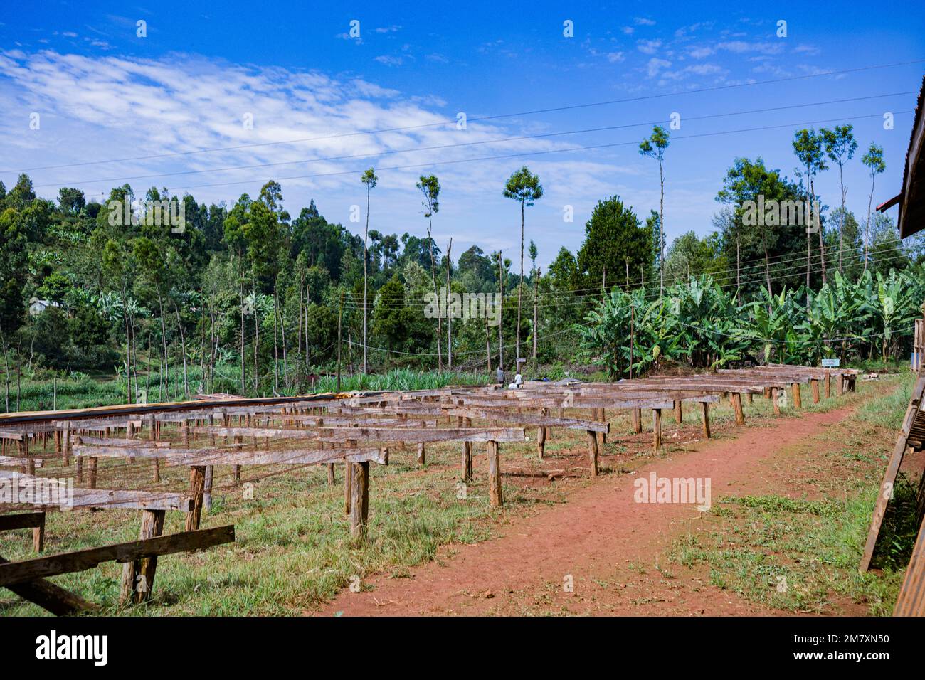Kenyan Green Houses Farm Coffee Processing Industry Landscapes Stock ...