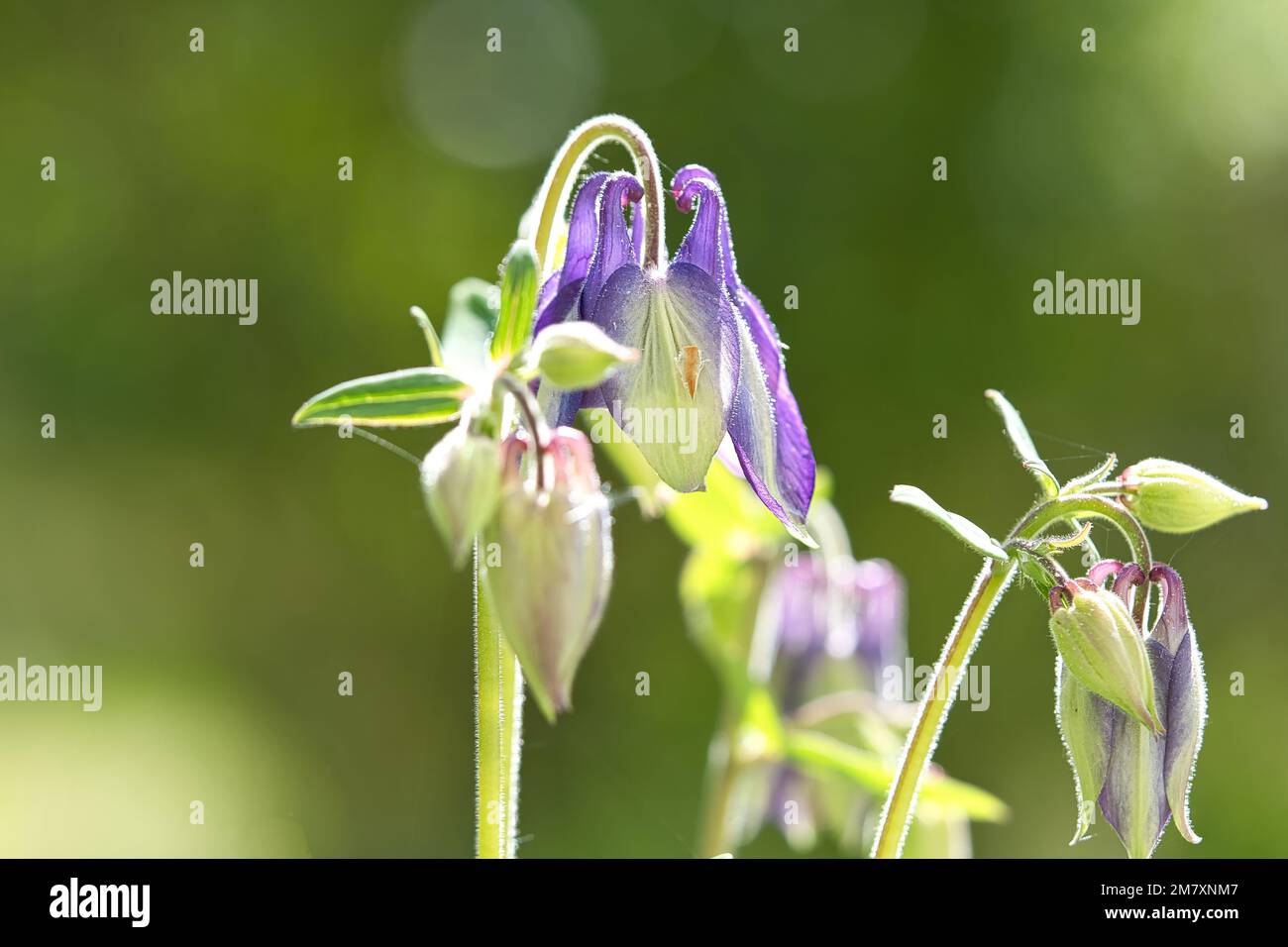 blue purple wild orchid on a green meadow. Flower photo from nature ...