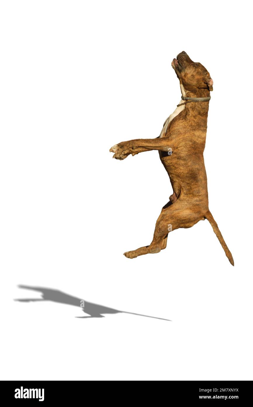 Jumping pit bull on a white background with shadow Stock Photo - Alamy