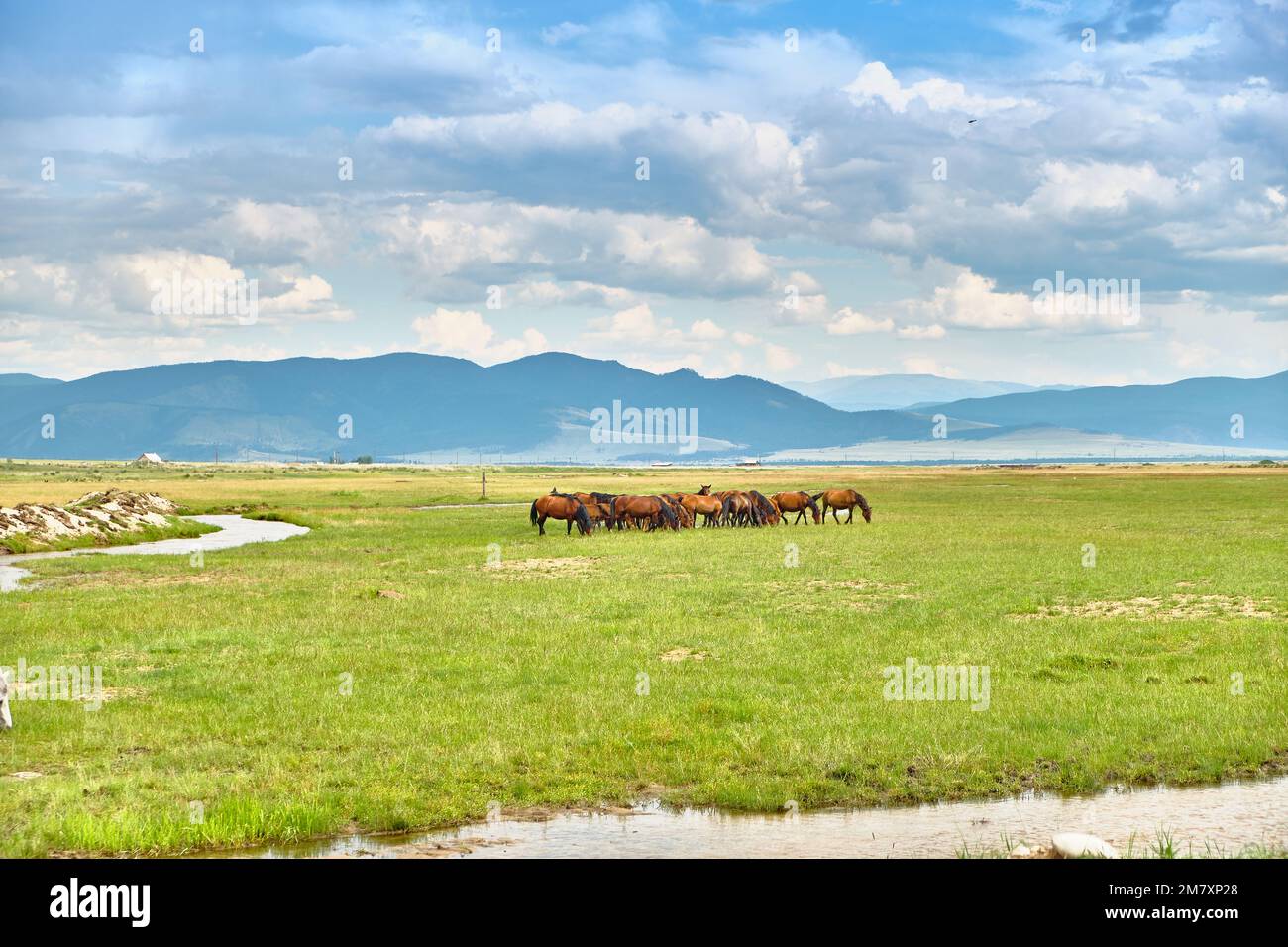 Horses graze in the Buryat steppe in the Barguzinsky district of the ...