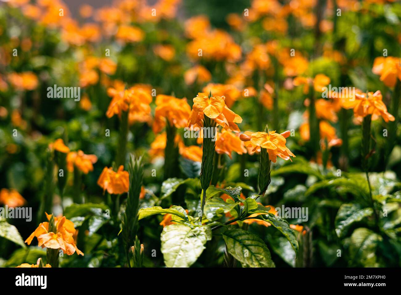 A closeup shot of an orange-petal Crossandra infundibuliformis blossom ...