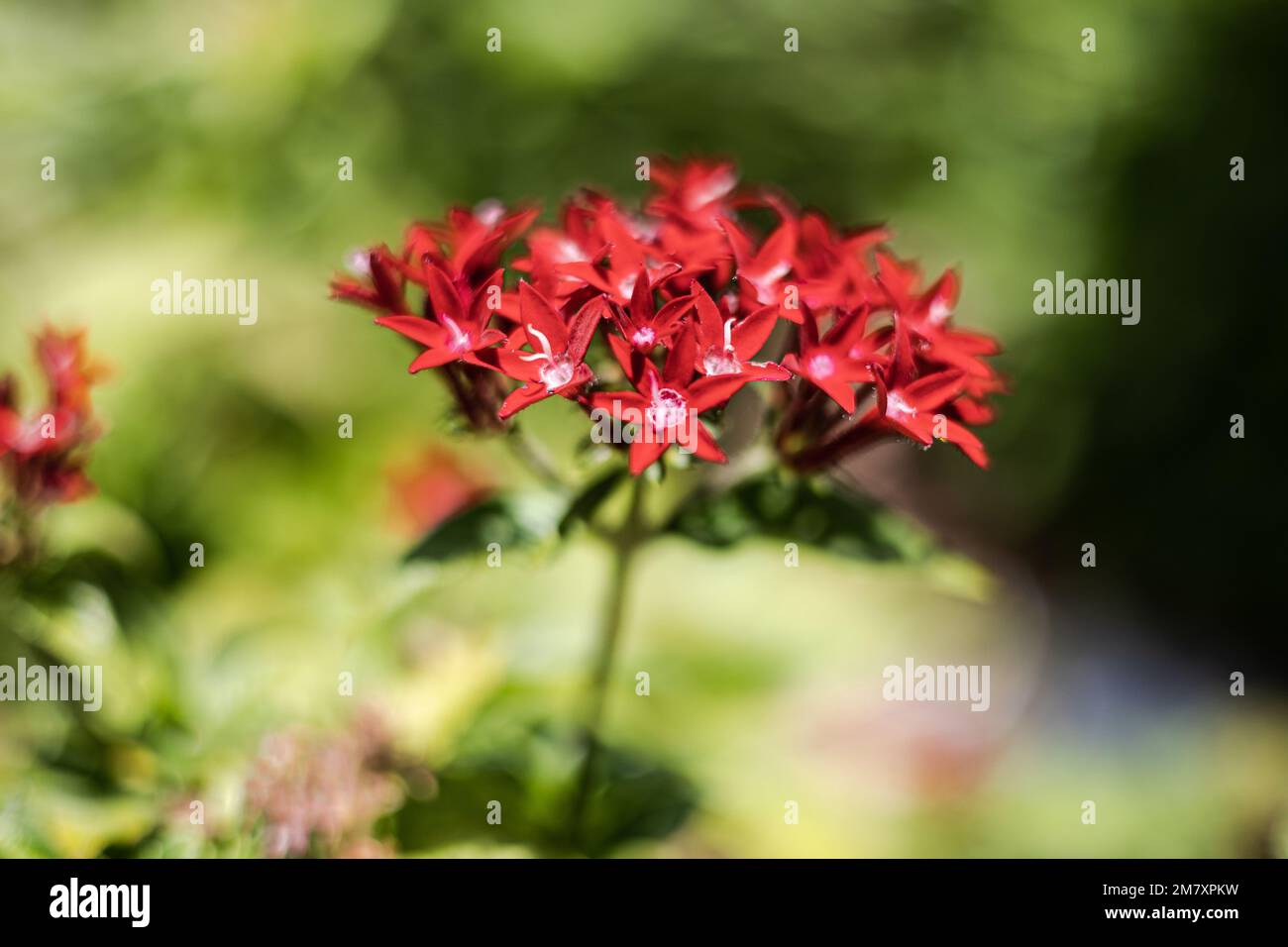 A selective focus of a red Pentas lanceolata or Egyptian star cluster ...