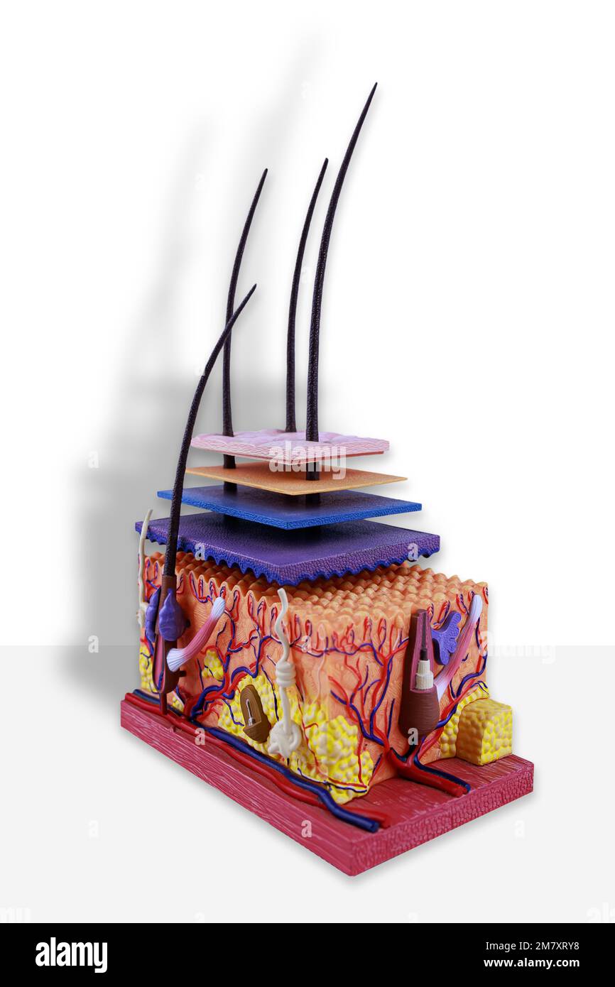 sectional skin model with capillaries and derma layers on white ...