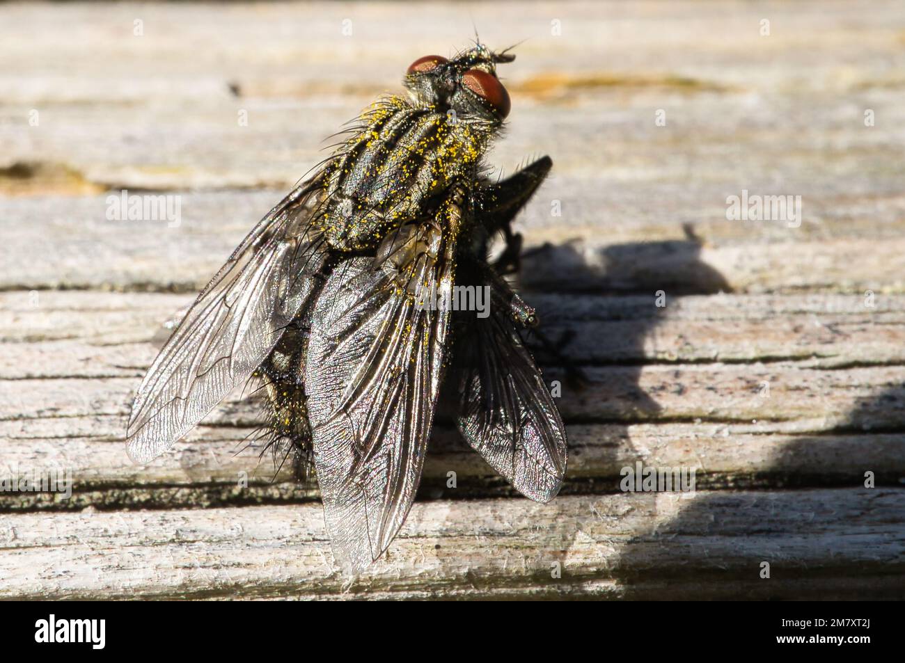 Fly on a tree trunk. Macro animal shot. Detail photo Stock Photo - Alamy