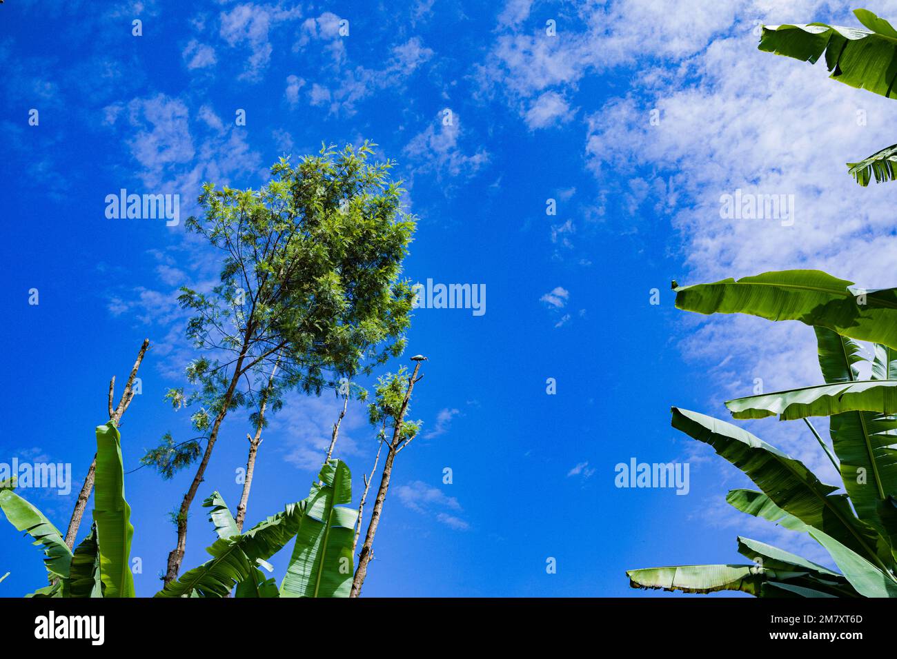 Muranga Coffee processing Industry structures exteriors landscapes in ...
