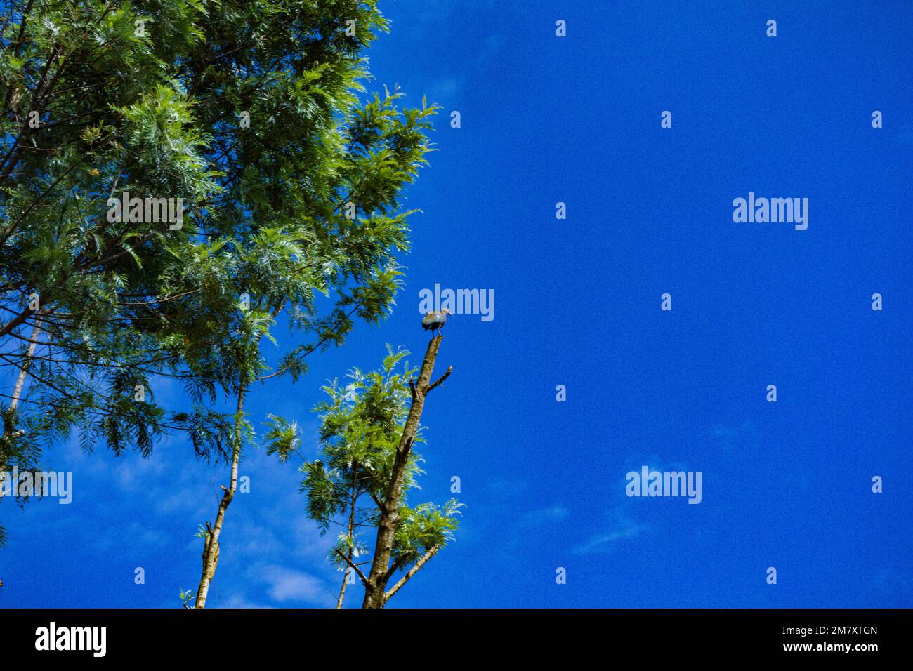 Muranga Coffee processing Industry structures exteriors landscapes in ...