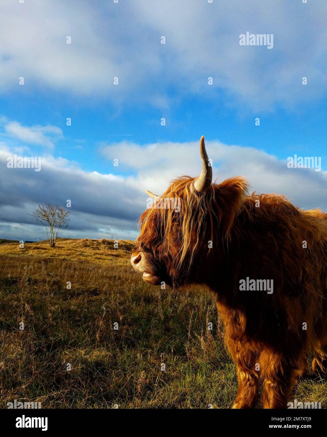 Vertical shot of highland cow hi-res stock photography and images - Alamy