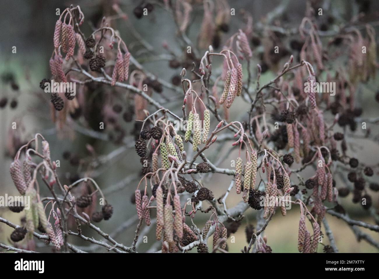 Fruits and Seeds of the Alder in Winter Stock Photo - Alamy
