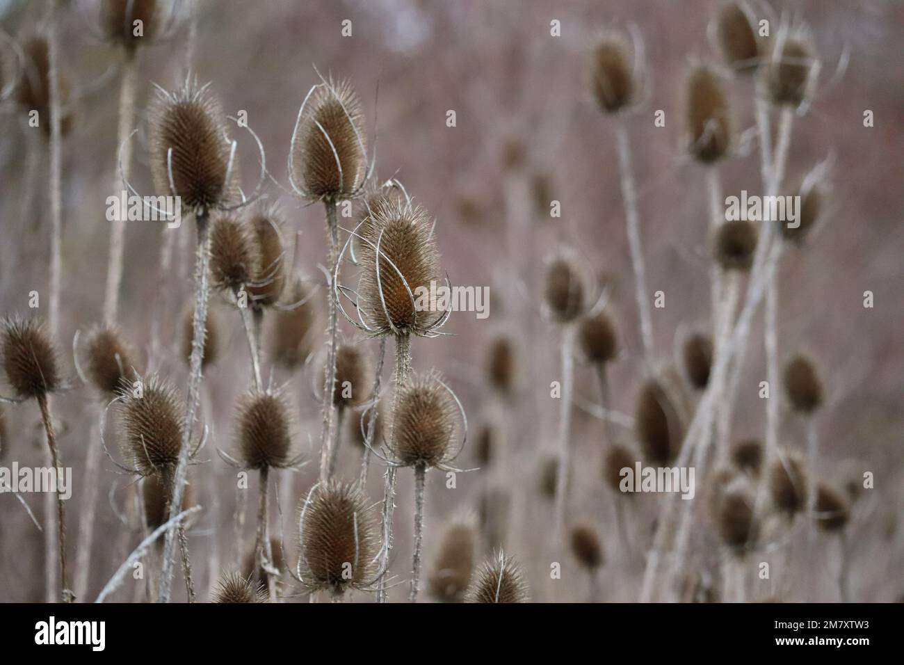 Field with wild Teasels in snowless Winter Stock Photo - Alamy