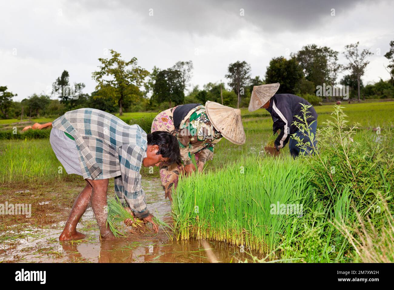 Don Khon, Laos-July 31, 2009. During the monsoon season, farmers in ...