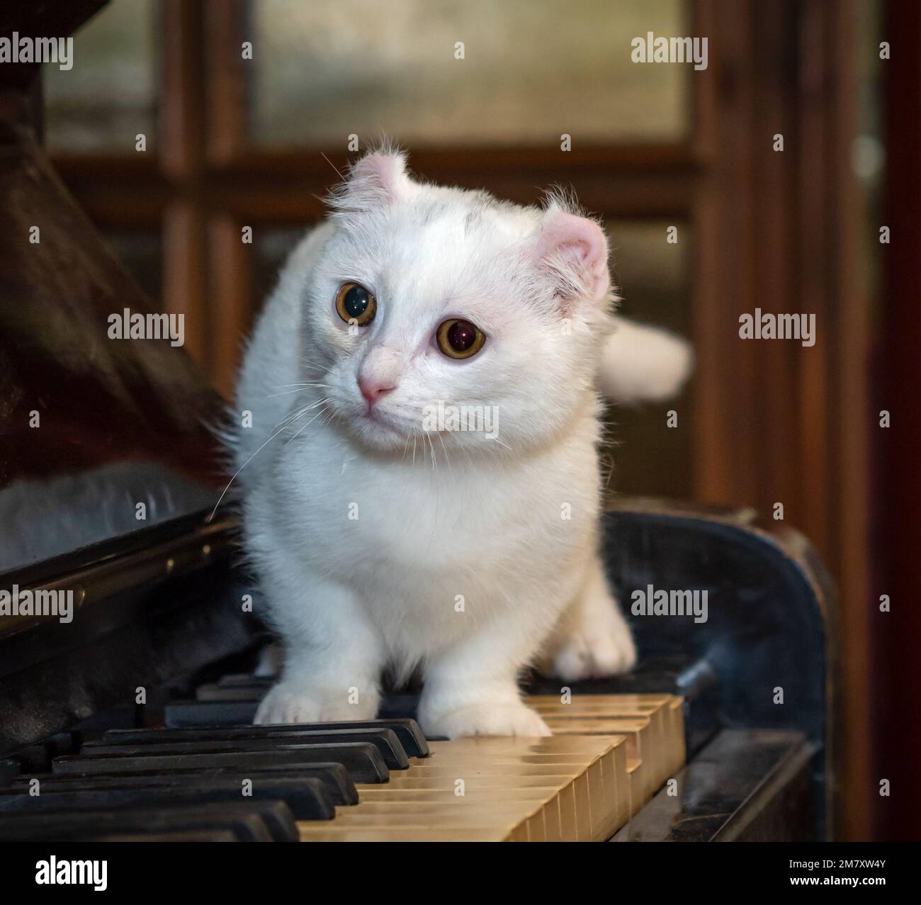 Cat on instrument hi-res stock photography and images - Alamy